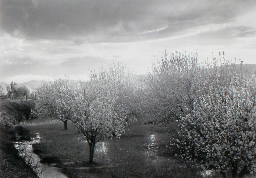 William Clift Apple Blossoms VelardeArt Blart _ art and cultural memory ...