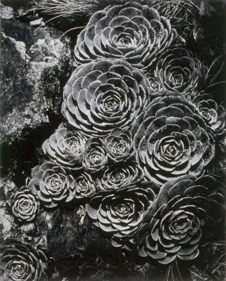 Imogen Cunningham Self-Portrait 1906Art Blart _ art and cultural memory ...