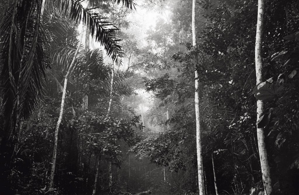 Rayograms – Art Blart _ art and cultural memory archive