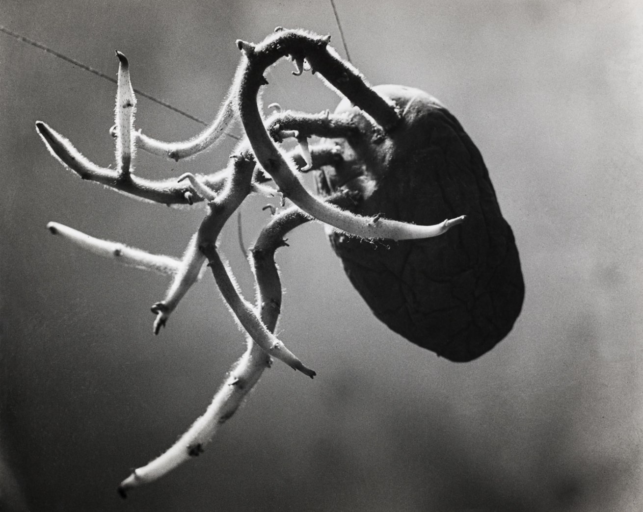 Exhibition: ‘RealSurreal. Masterpieces of Avant-Garde Photography Das ...