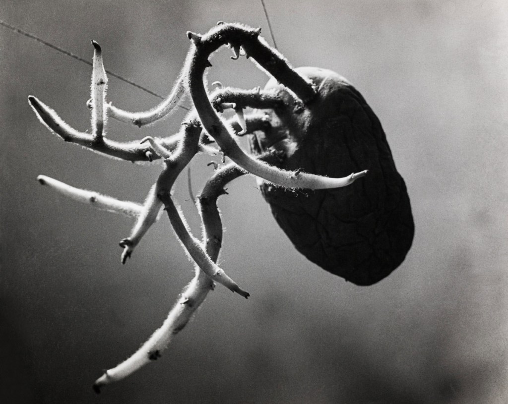 Hans Bellmer The Doll – Art Blart _ art and cultural memory archive