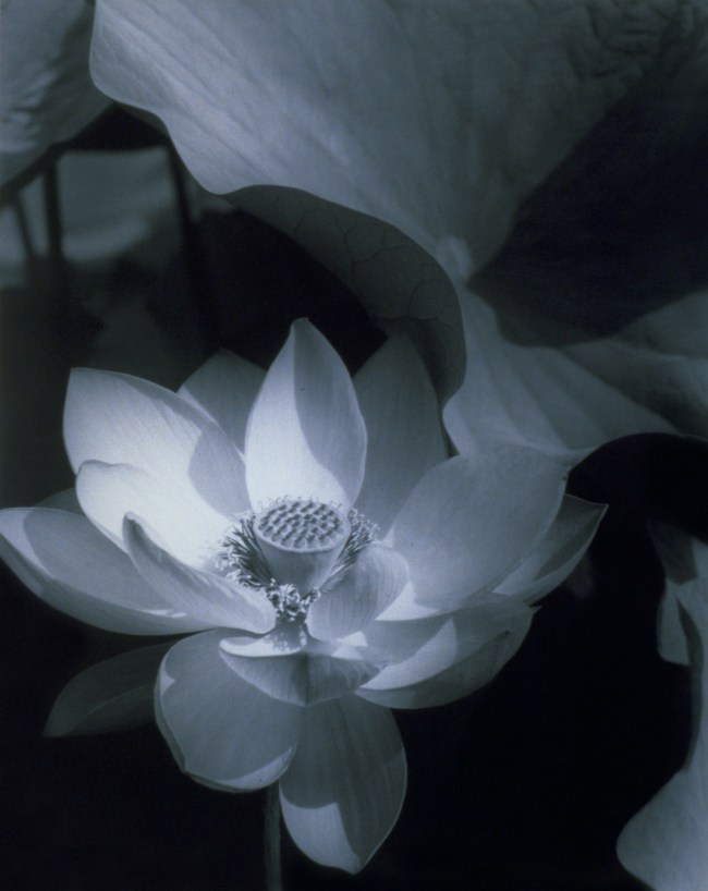 Edward Steichen 18791973 Katherine Alexander For Edward Steichen