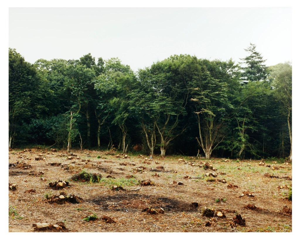 'Into the Woods: Trees in Photography' at Victoria and Albert Museum