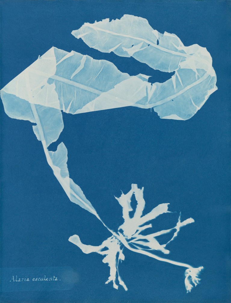'Blue Prints: The Pioneering Photographs of Anna Atkins'
