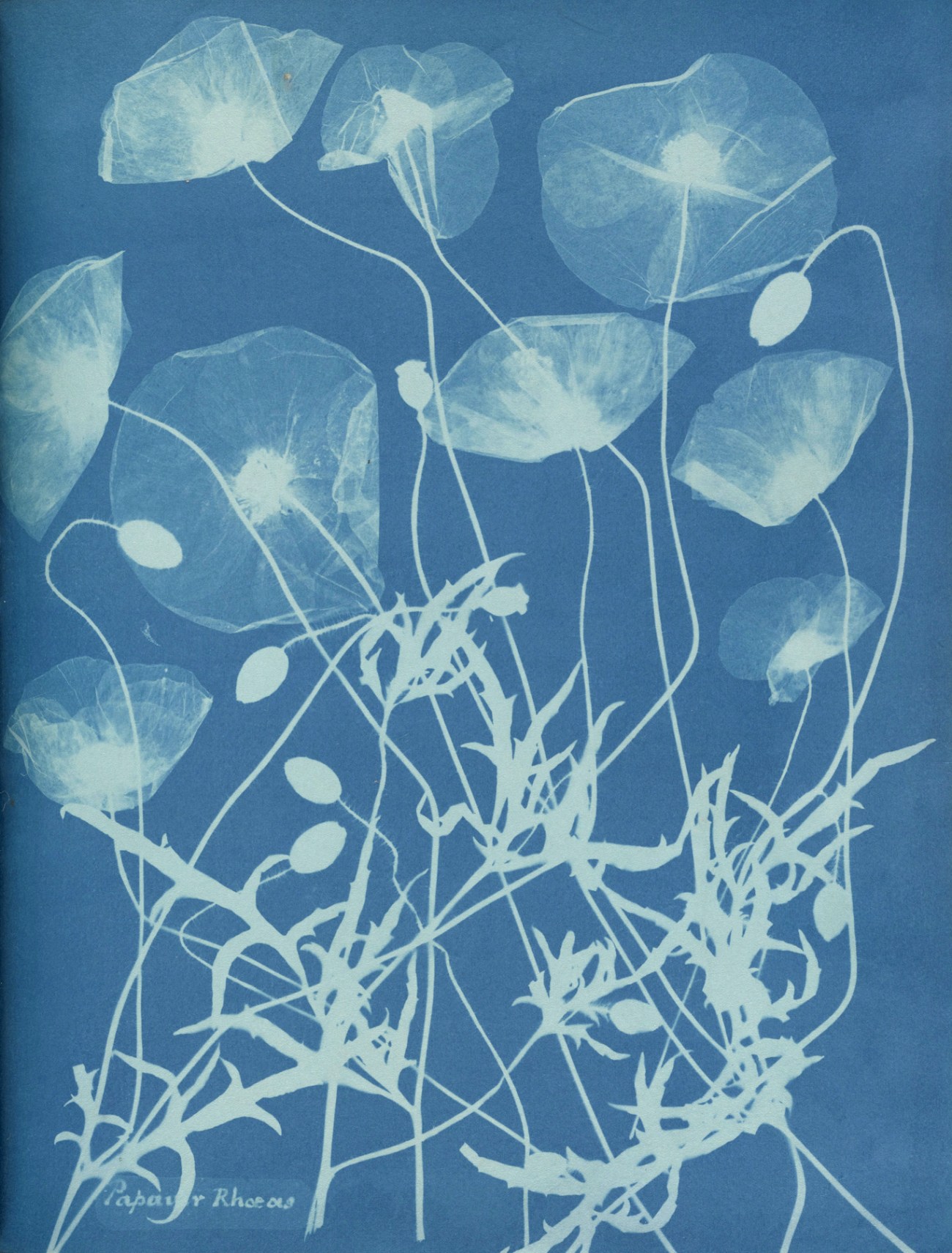Exhibition: ‘Blue Prints: The Pioneering Photographs of Anna Atkins’ at ...