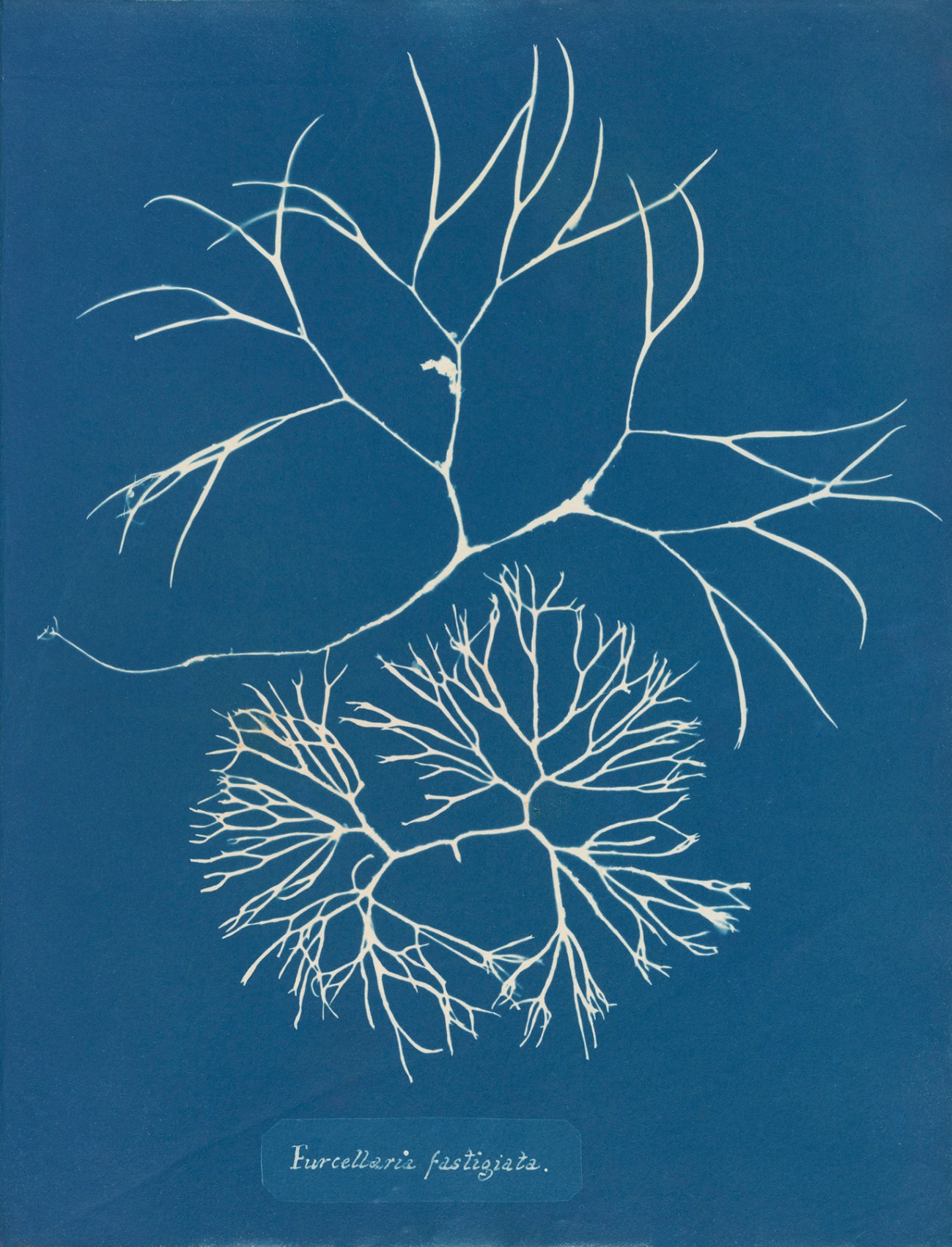 Exhibition: ‘Blue Prints: The Pioneering Photographs of Anna Atkins’ at ...