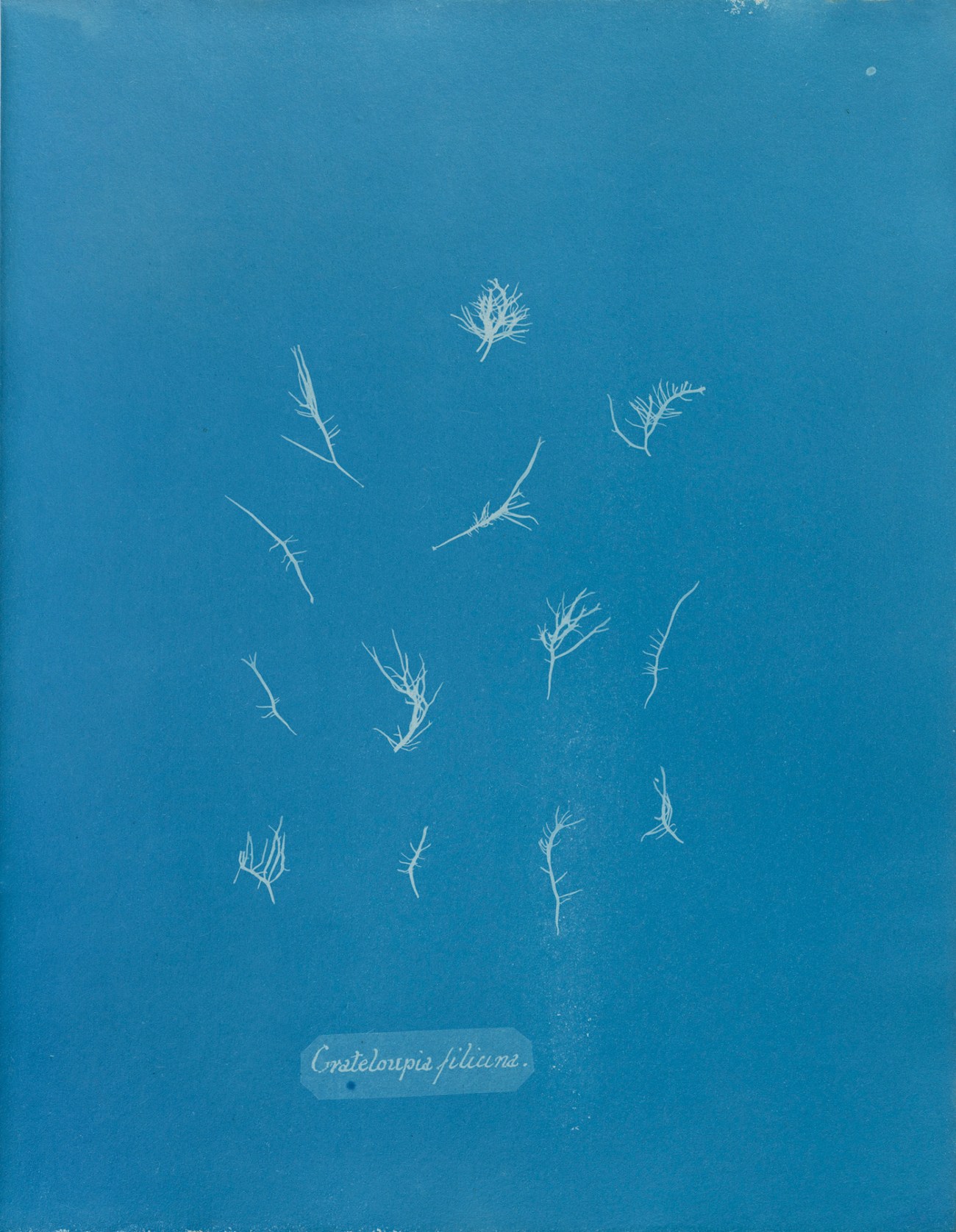 The Pioneering Photographs of Anna Atkins – Art Blart _ art and ...