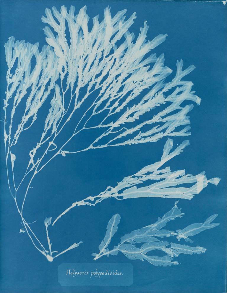 Exhibition: ‘Blue Prints: The Pioneering Photographs of Anna Atkins’ at ...