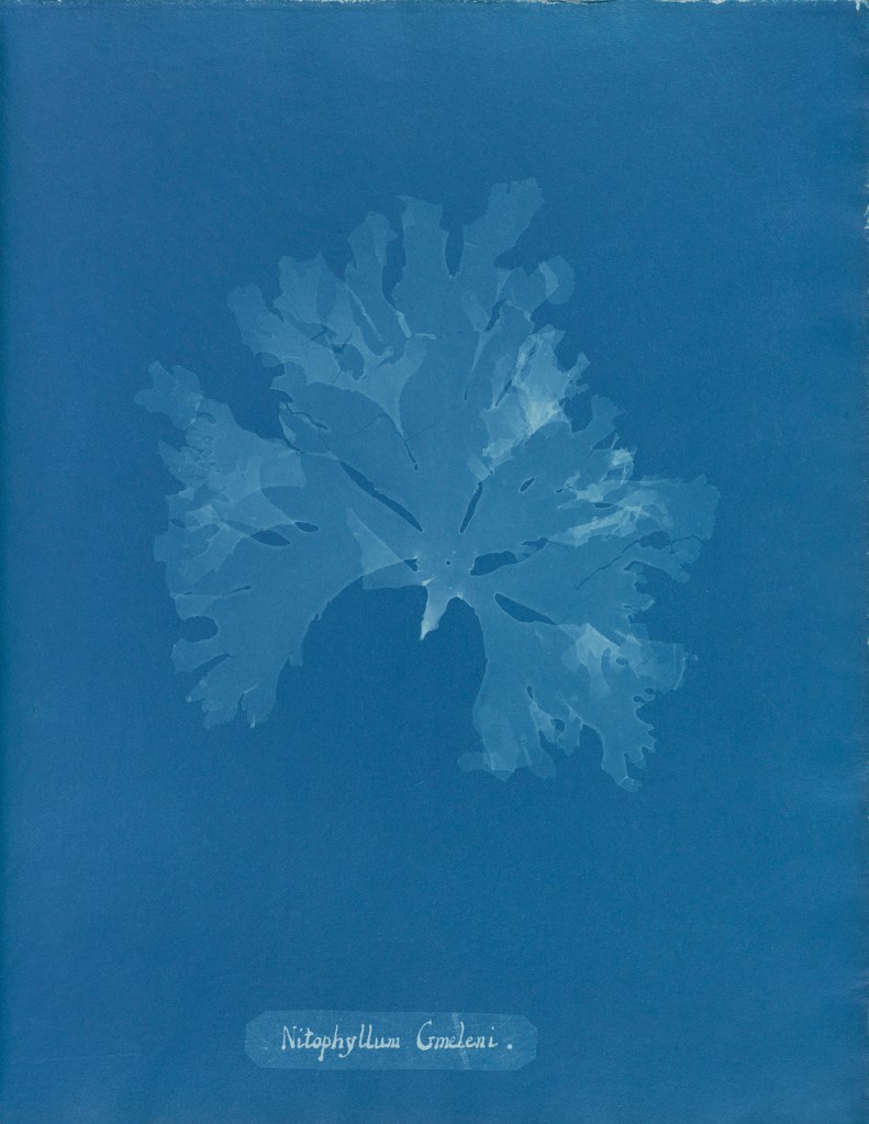 Exhibition: ‘Blue Prints: The Pioneering Photographs of Anna Atkins’ at ...