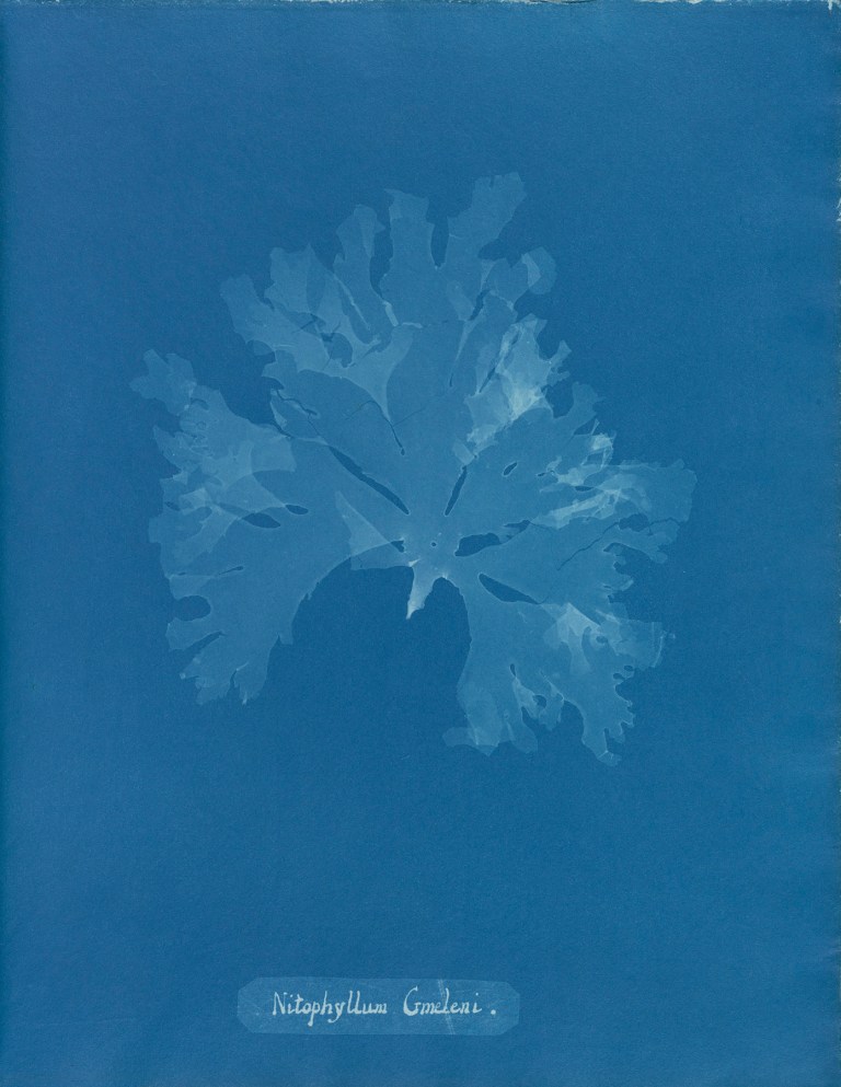 Exhibition: ‘Blue Prints: The Pioneering Photographs of Anna Atkins’ at ...