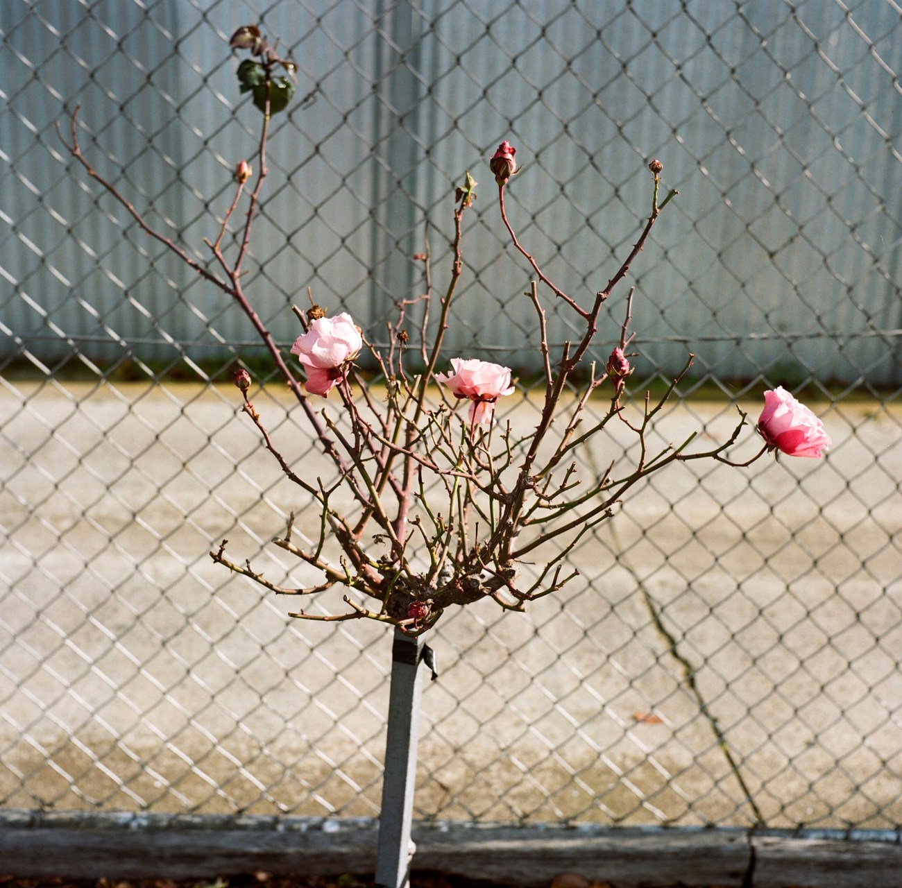 Glenn SloggettArt Blart _ art and cultural memory archive