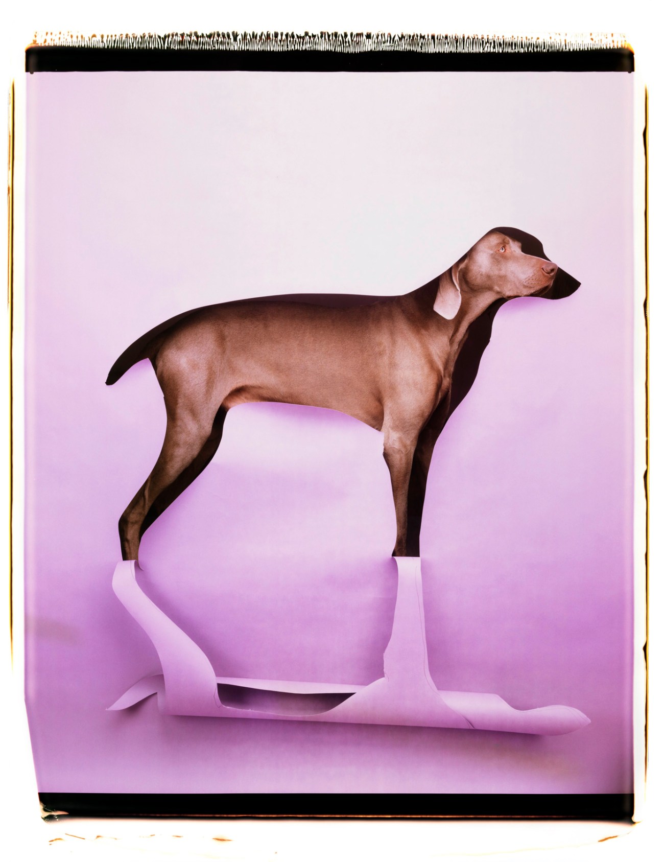 Exhibition: ‘William Wegman: Being Human’ at Fotomuseum den Haag, the ...