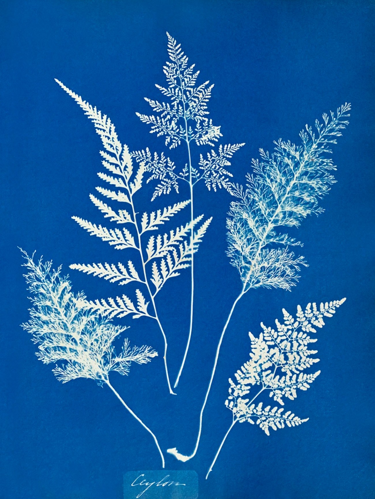 Karl Blossfeldt Adiantum pedatumArt Blart _ art and cultural memory archive