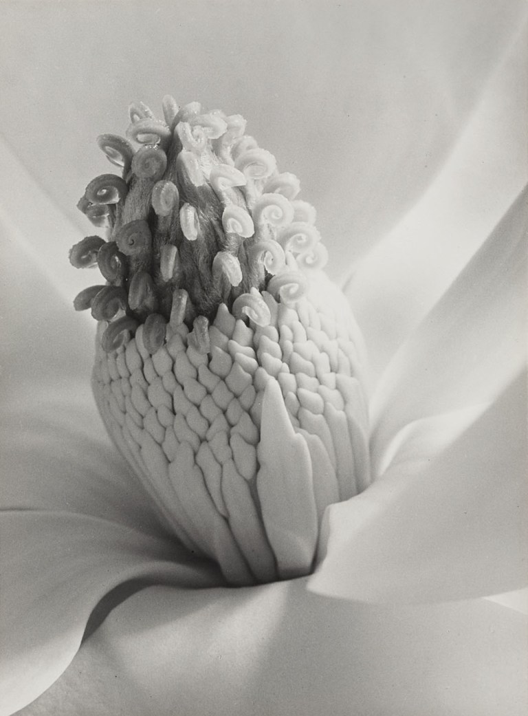Imogen Cunningham Two CallasArt Blart _ art and cultural memory archive