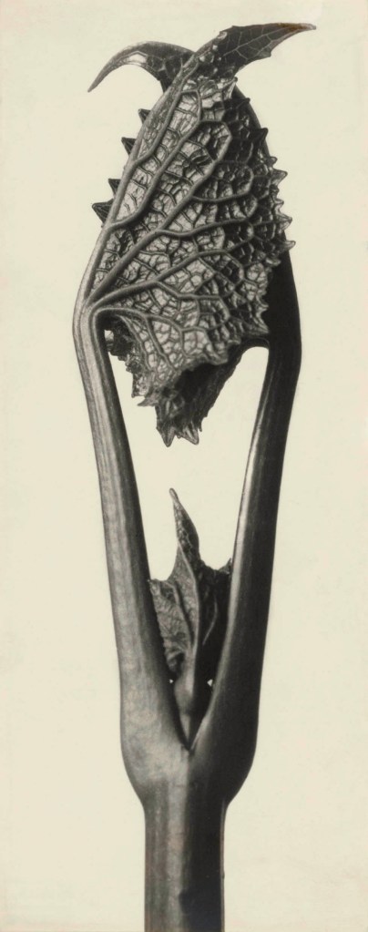 'Karl Blossfeldt – Photography in the Light of Art' at the Die ...