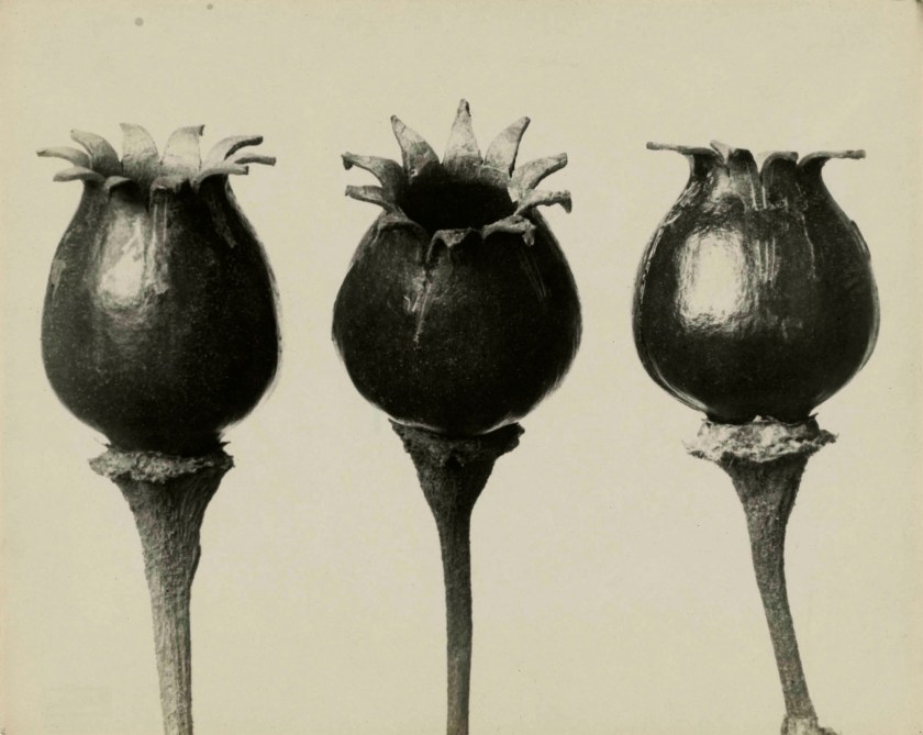 'Karl Blossfeldt – Photography in the Light of Art' at the Die ...