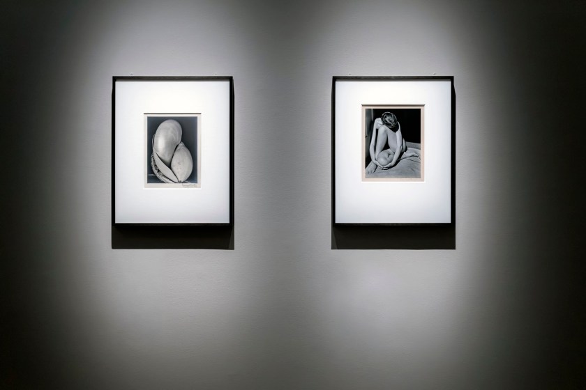 Edward Weston ShellArt Blart _ art and cultural memory archive